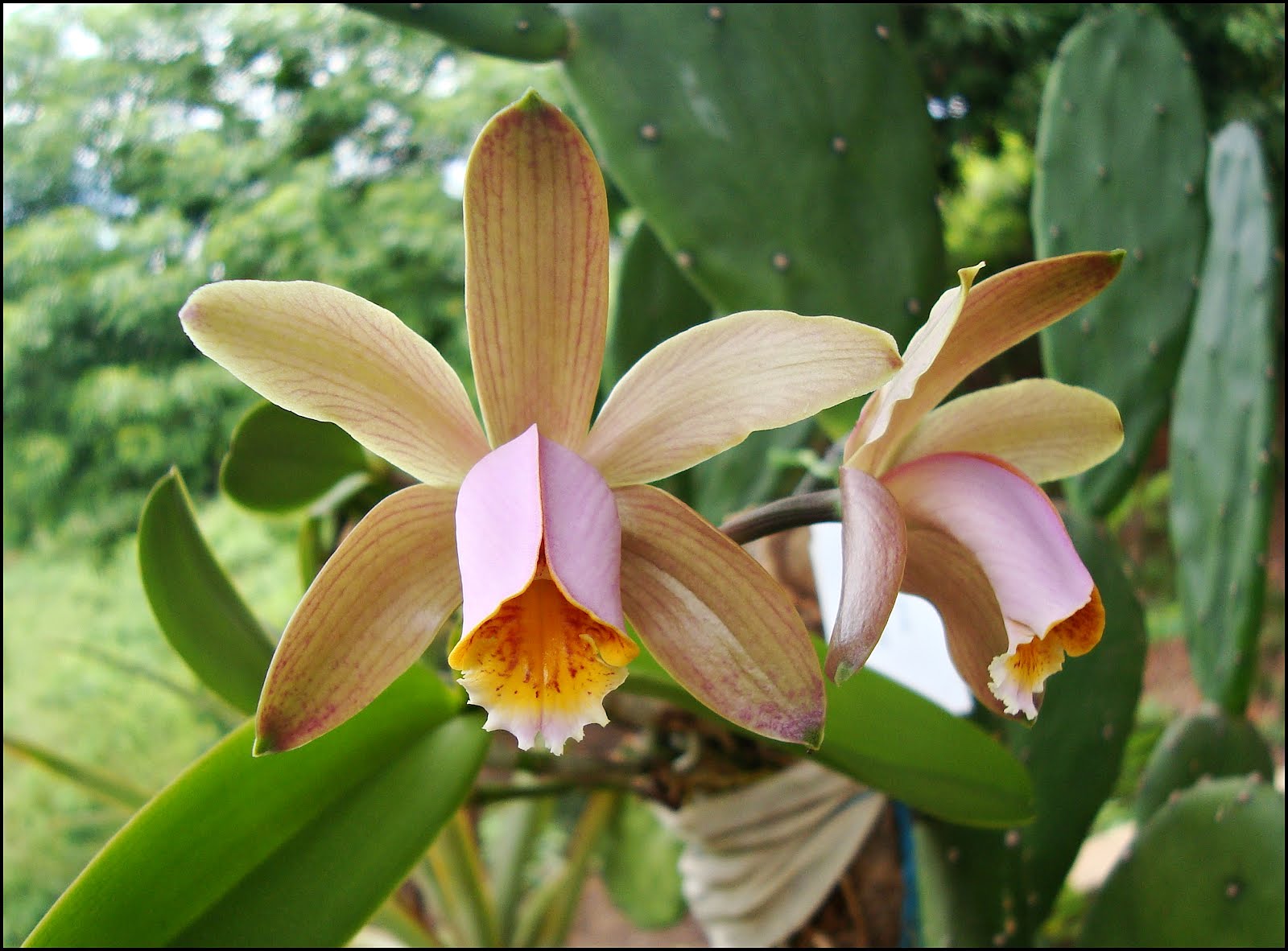 CATTLEYAS- As orquideas de flores encantadoras