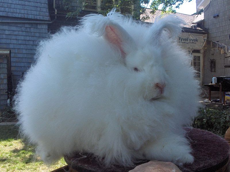 What is the most huggable animal? - GirlsAskGuys