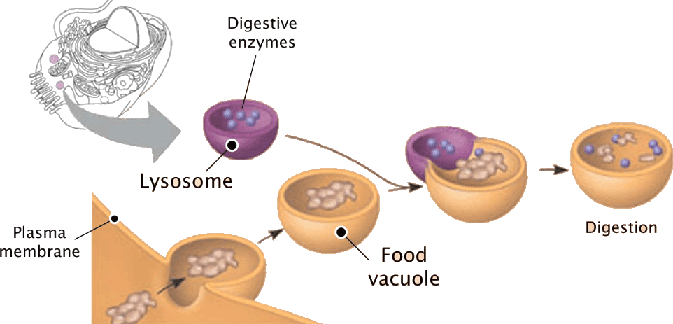 Instant Notes In Biology: Chapter 5