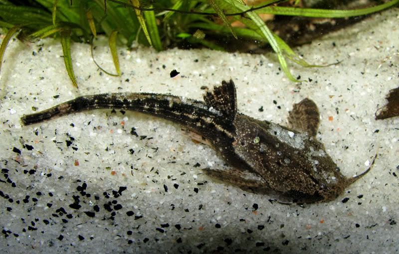 Banjo Catfish - Fishes