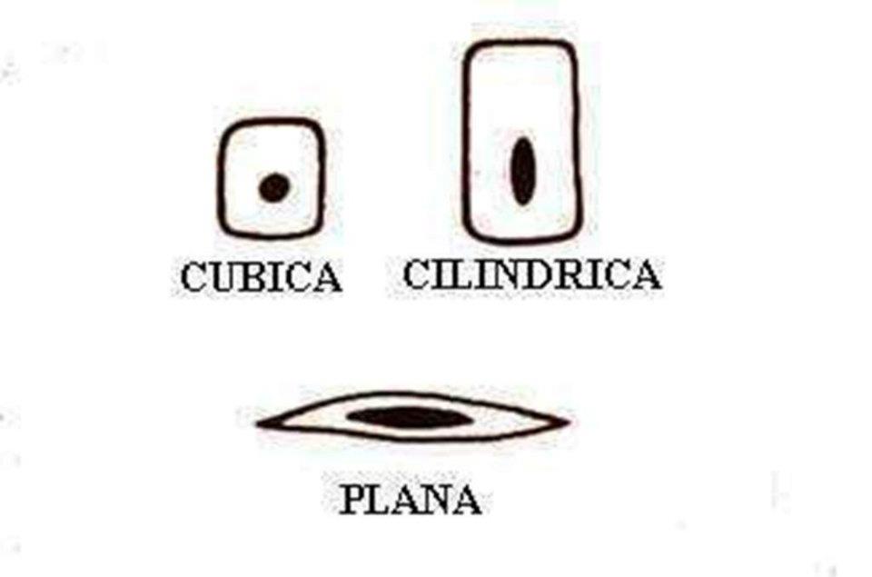 Sociedad canónica: Curso de introducción a la histología