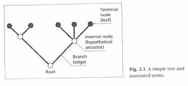 Nicon Sanchez BENV2426 Experimental Modelling: Branches