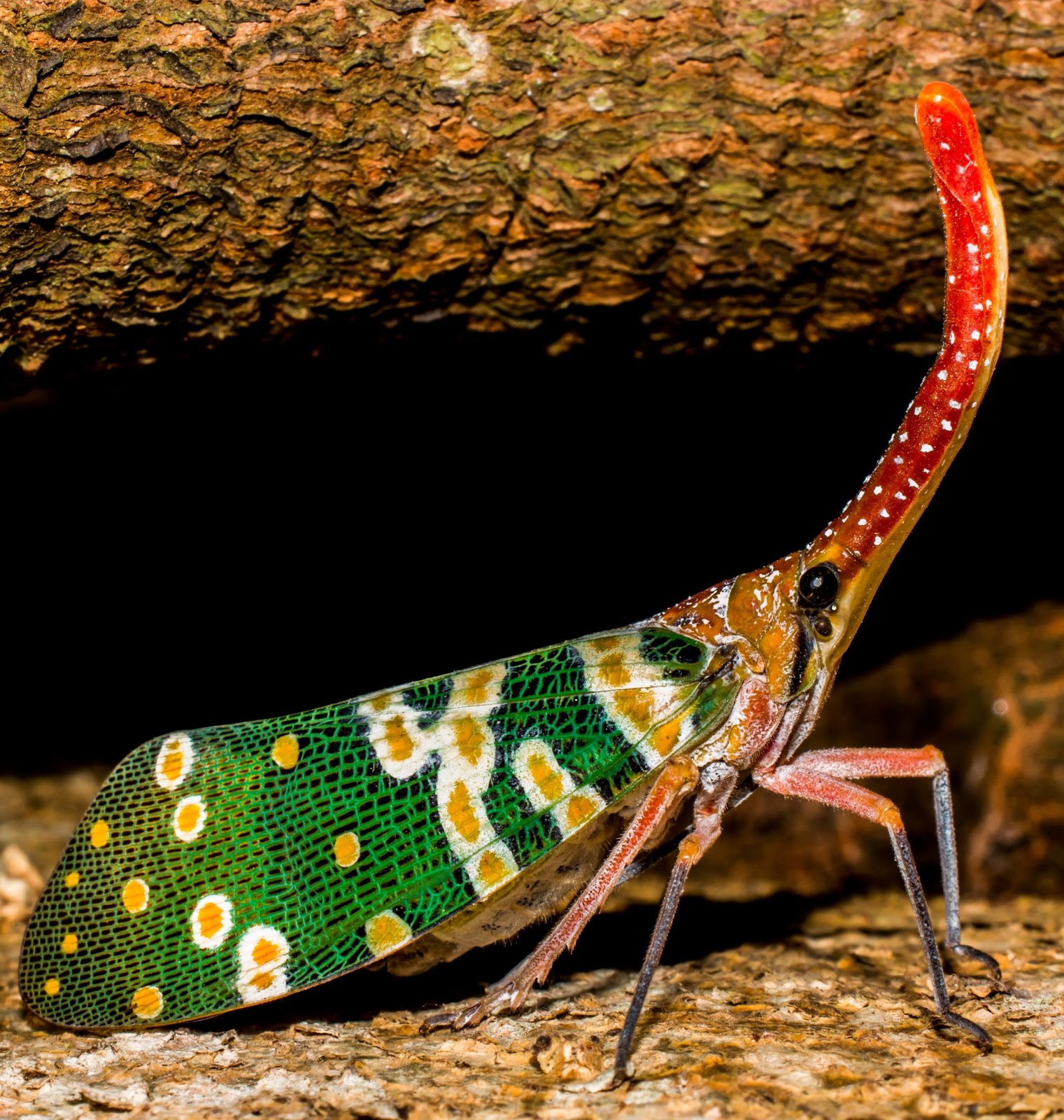 Picture of the beautiful Canthigaster cicada - About Wild Animals