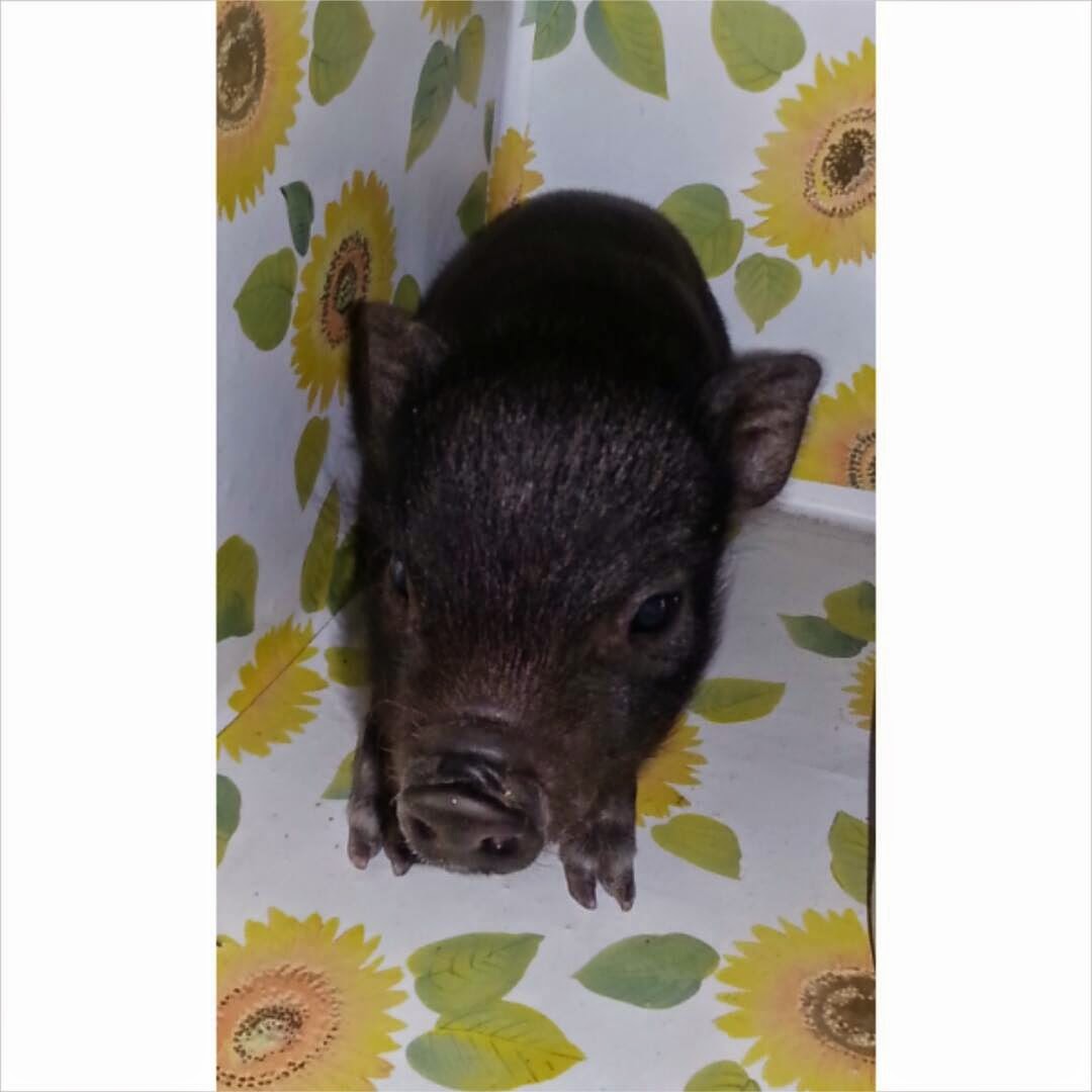 Mini Pig Rosa: Mini Pig Rosa