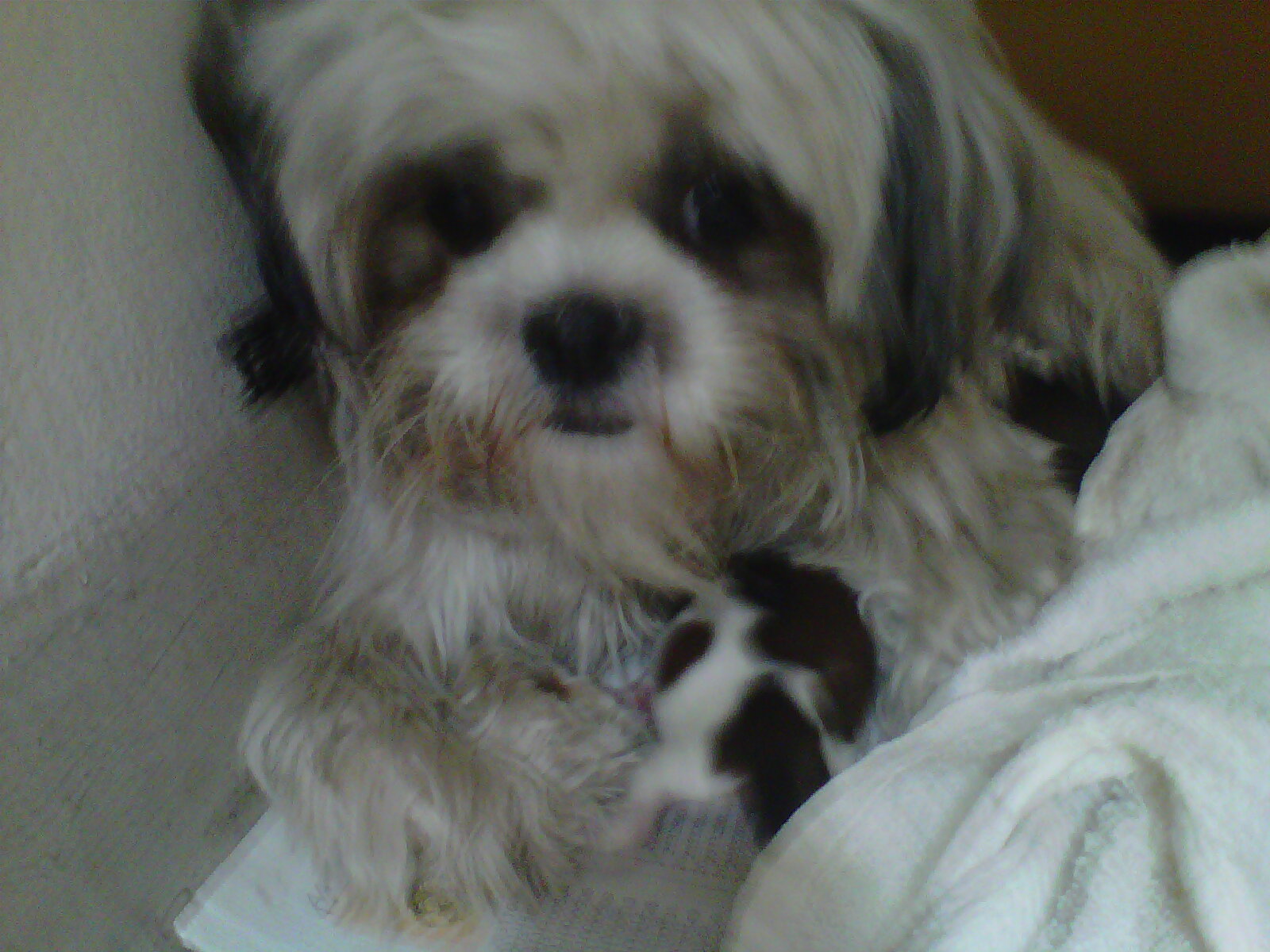 deyurina: shih tzu breeding and whelping