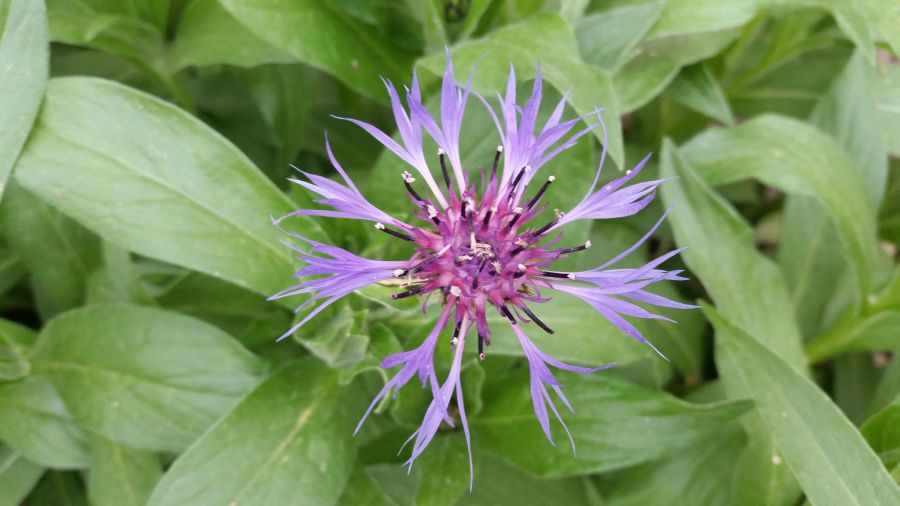 Future Plants by Randy Stewart: Centaurea