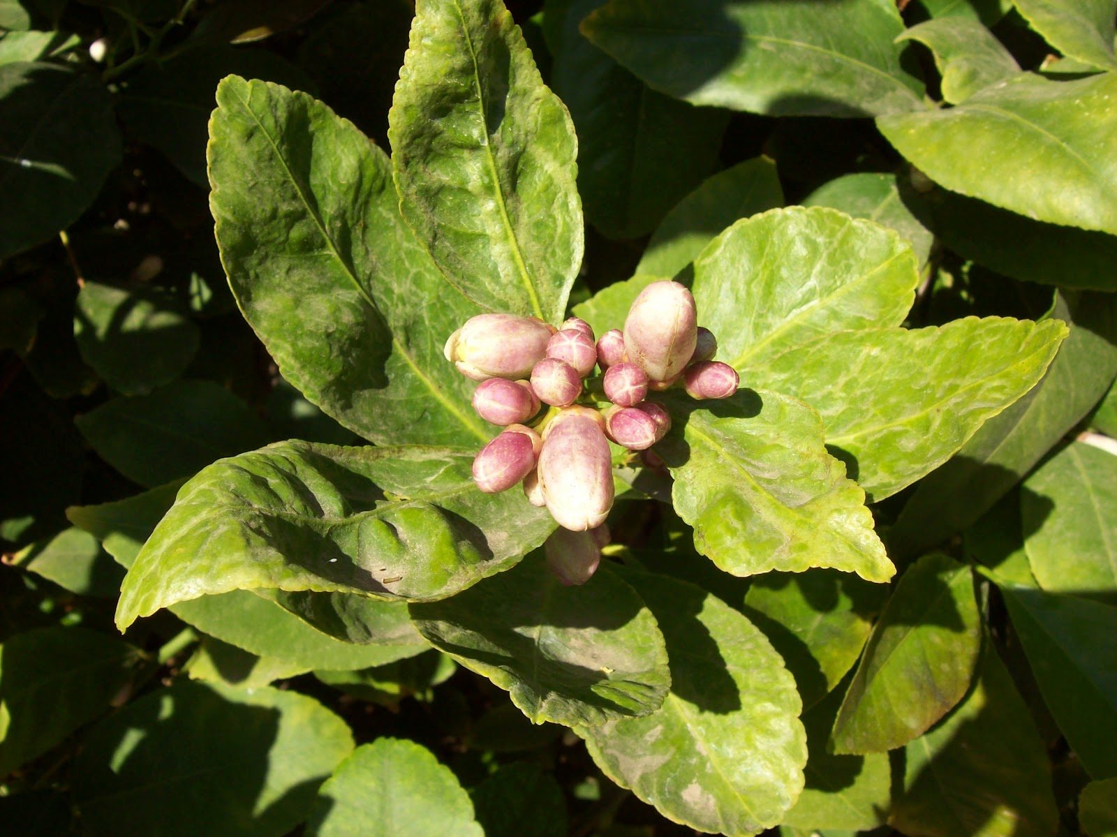 Have Book, Will Travel: The Birth of a Lemon