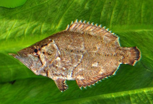 Peces y plantas ornamentales: Monocirrhus Polyacanthus - Pez hoja Amazónico