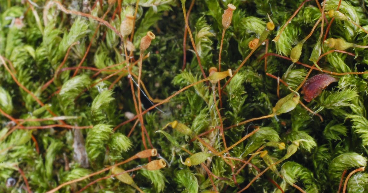 Botany Professor: Mosses of Central Florida 9. Sematophyllum adnatum