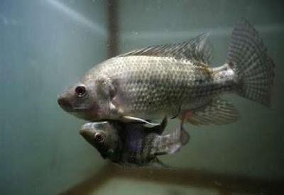 Exotic animals "fish twins"