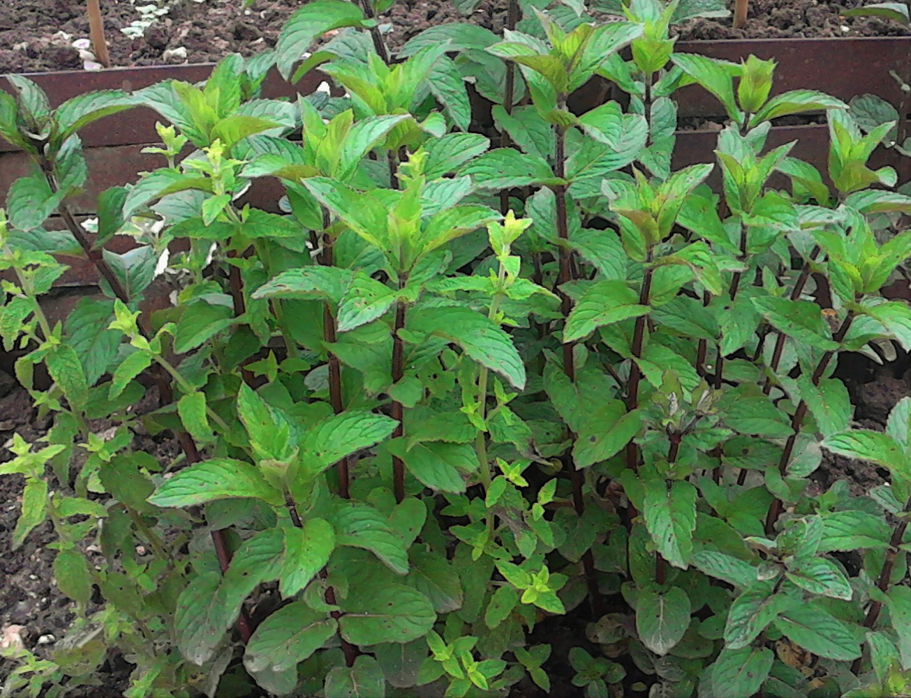 LA VENTANA DE JAVIRULI: AROMÁTICAS (2): HIERBABUENA, MENTA ...