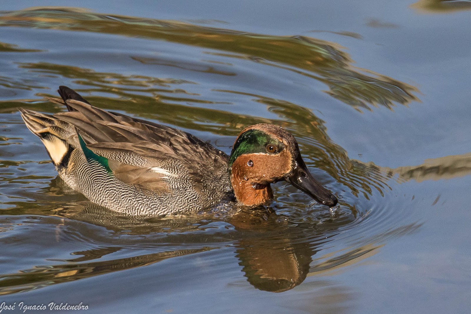 DocNatureBlog: La belleza y fotogenia del pato de superficie más ...