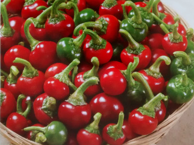 Chiles de México: Chiles Criollos de Morelos