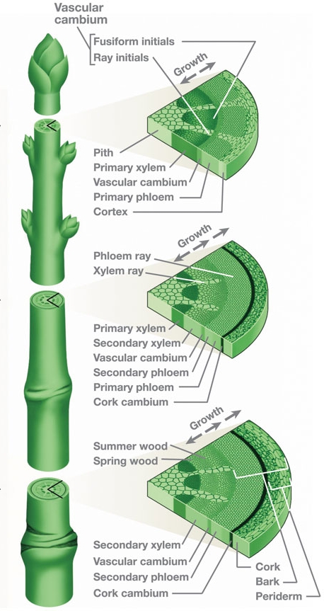 mawarkembangsemangkuk: STOMATA, XILEM DAN FLOEM PADA DAUN