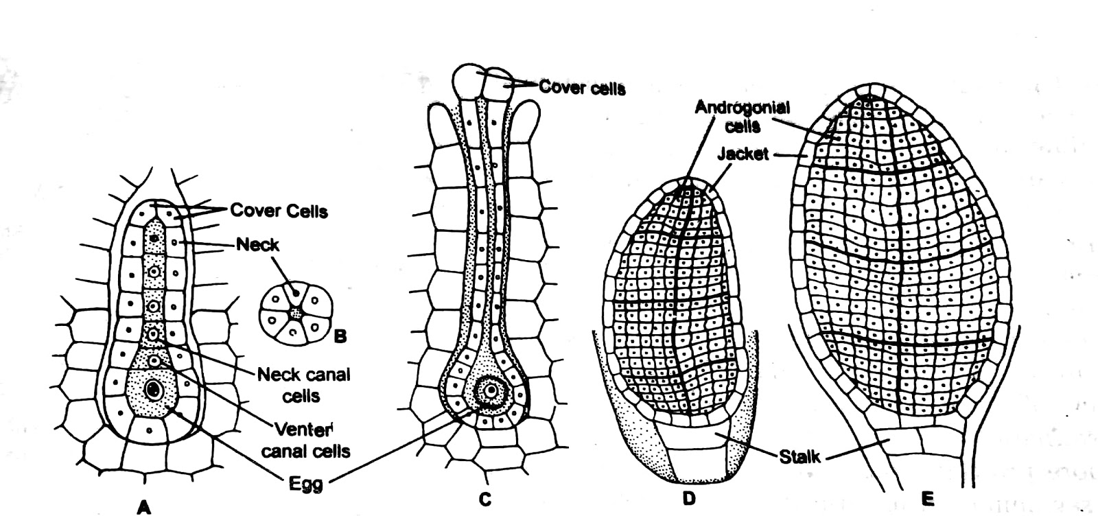 Botanica: BRYOPHYTES AND PTERIDOPHYTES