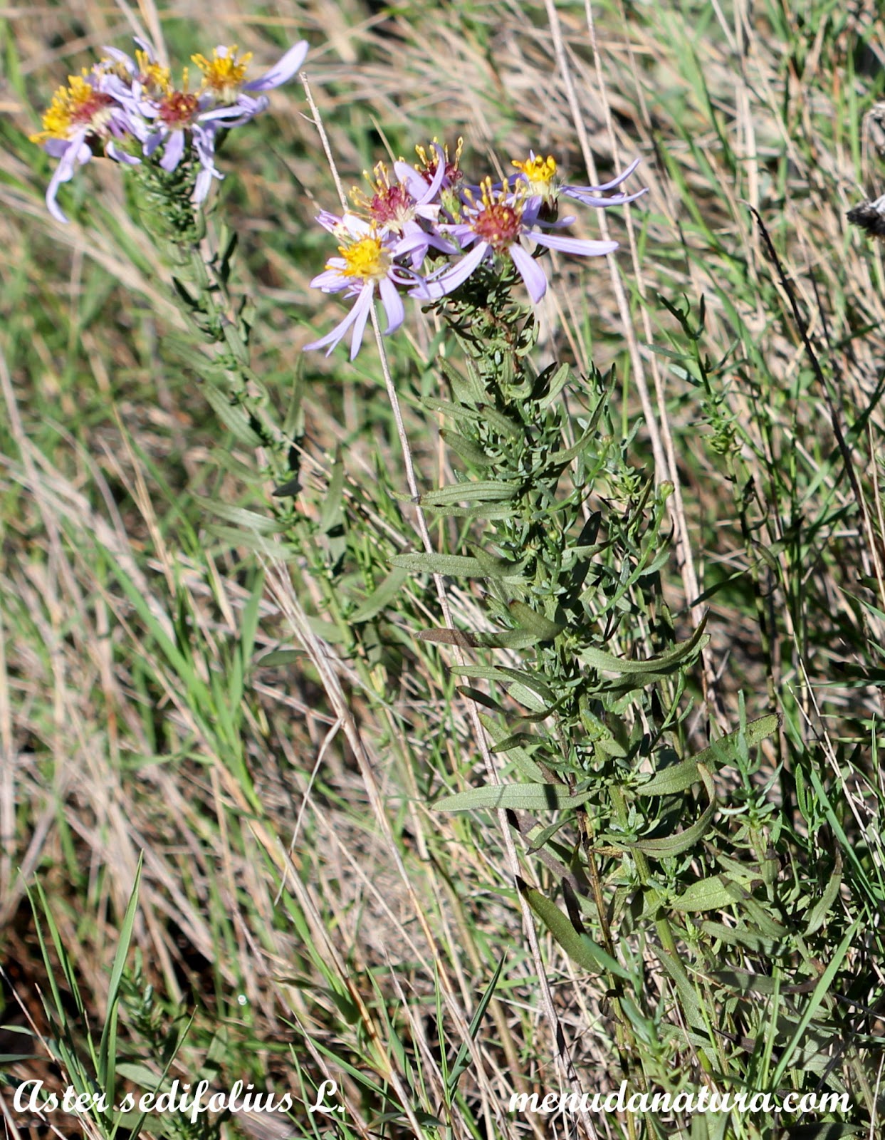 Menuda Natura: Aster sedifolius L.