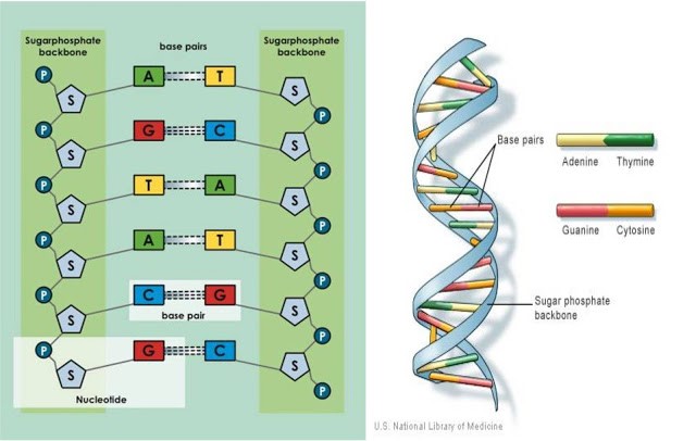 Pengertian DNA, RNA, Replikasi dan Sintesis Protein - Primalangga