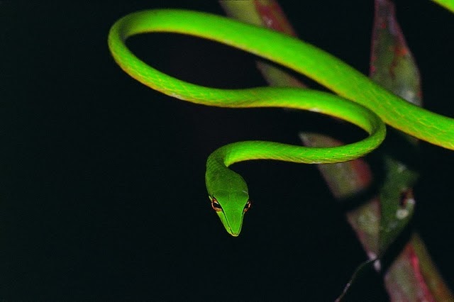 Snakes in Sri lanka : The Green Vine Snake (Ahetulla Nasutus)
