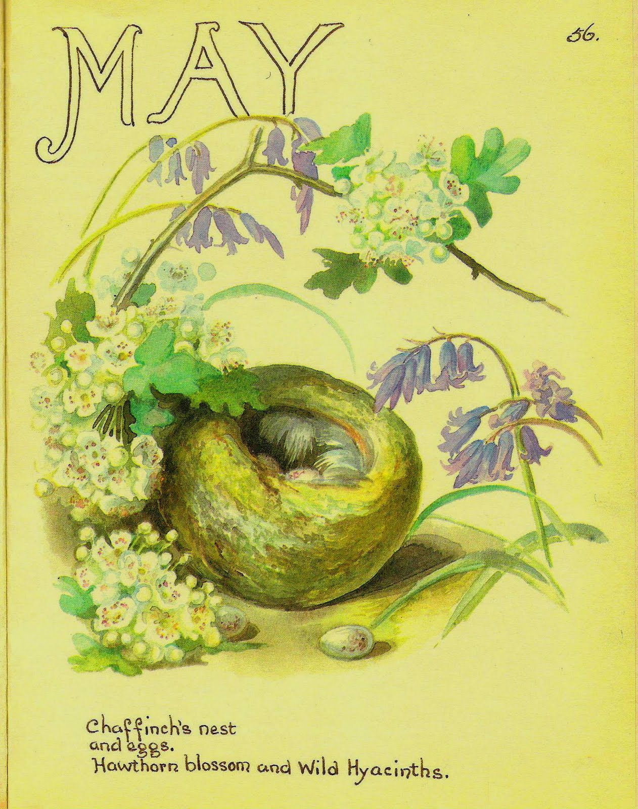 Antiques And Teacups: Teacup Thursday with Miss Spenser, Shelley ...