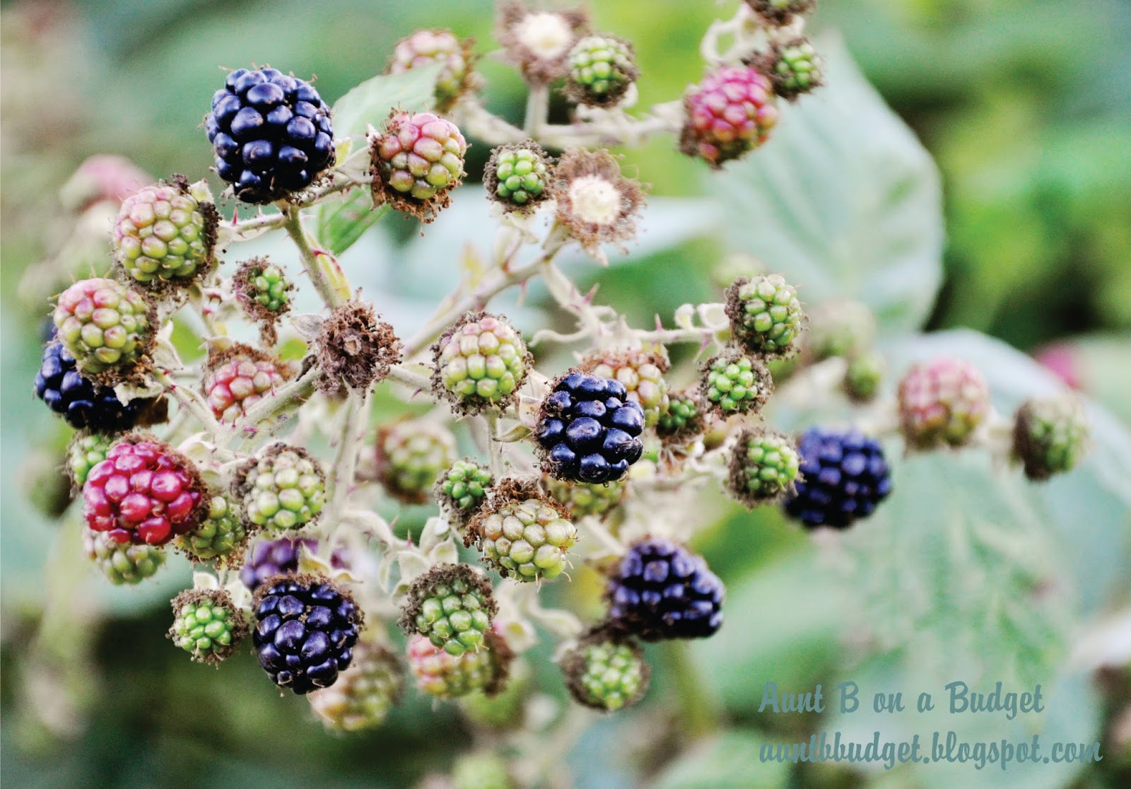 BethAnne on a Budget: Nature's Pantry: July 22 - 28