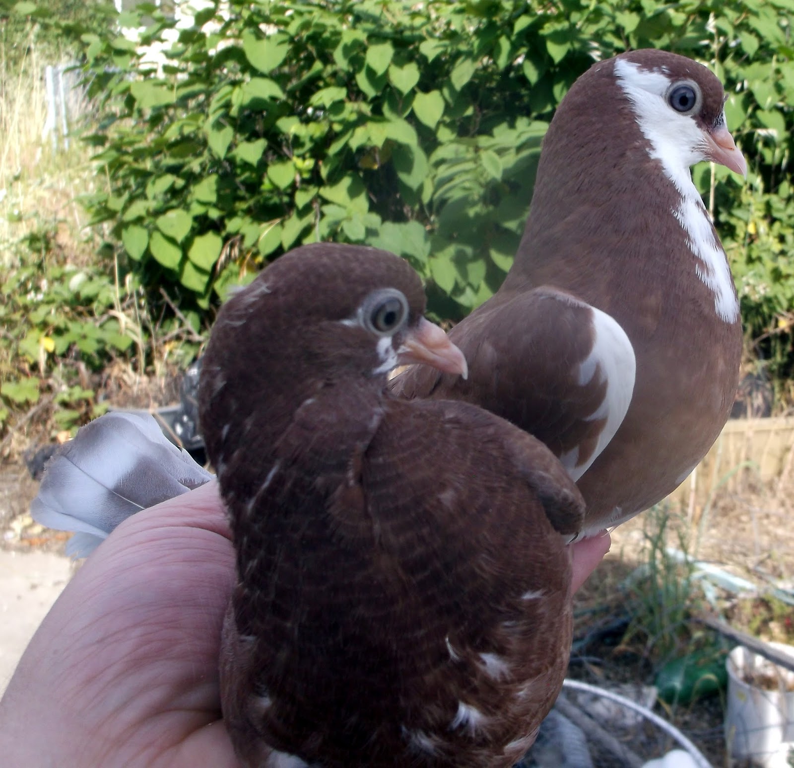 Birmingham Rollers and North American Roller Pigeons: La Rue