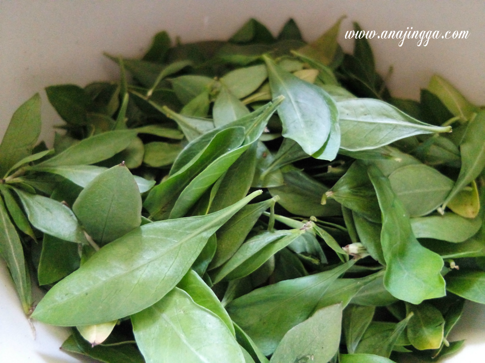 Antara Inai Tradisional dan Henna Mehndi