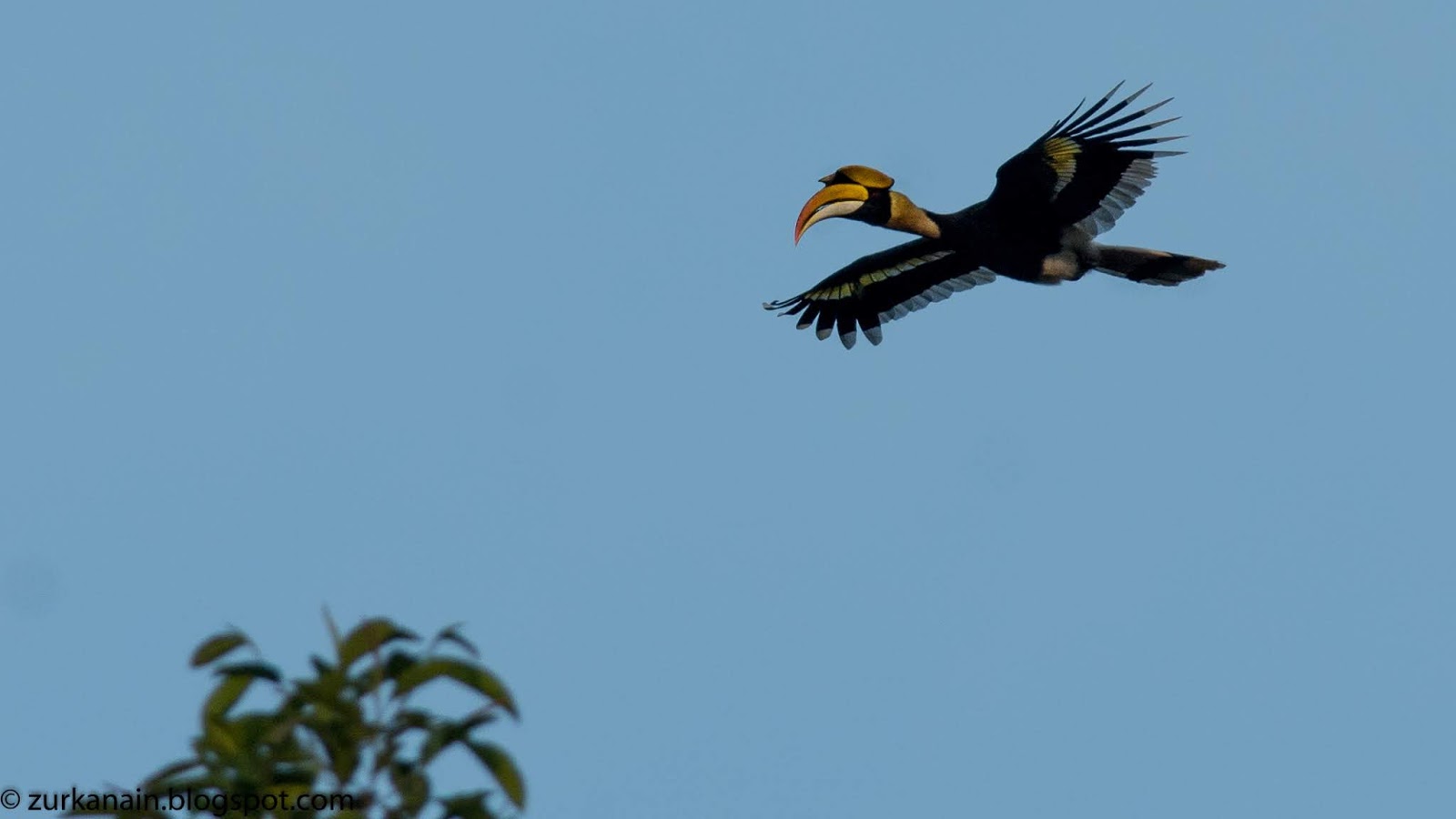 Zul Ya - Birds of Peninsular Malaysia: Burung Enggang di Semenanjung ...