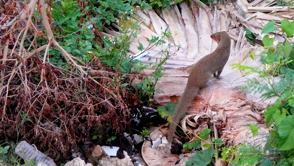 Jurón o Hurón. | Fauna Dominicana