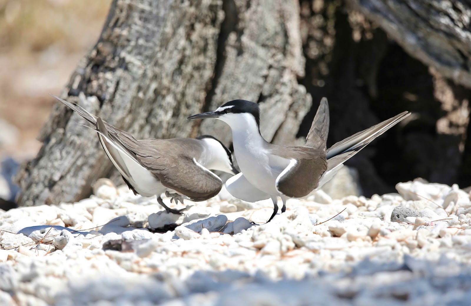 Avithera: Coral Cay Island Birds – Great Barrier Reef – Part 3 Terns