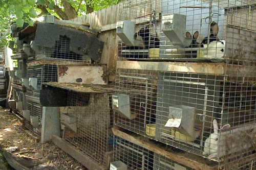 Rabbit Ramblings: Bunny bummer