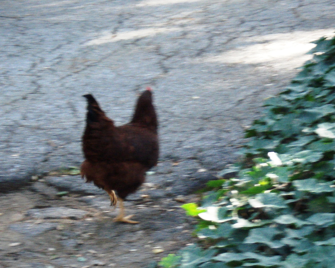 Doves Today: Free-range rogue