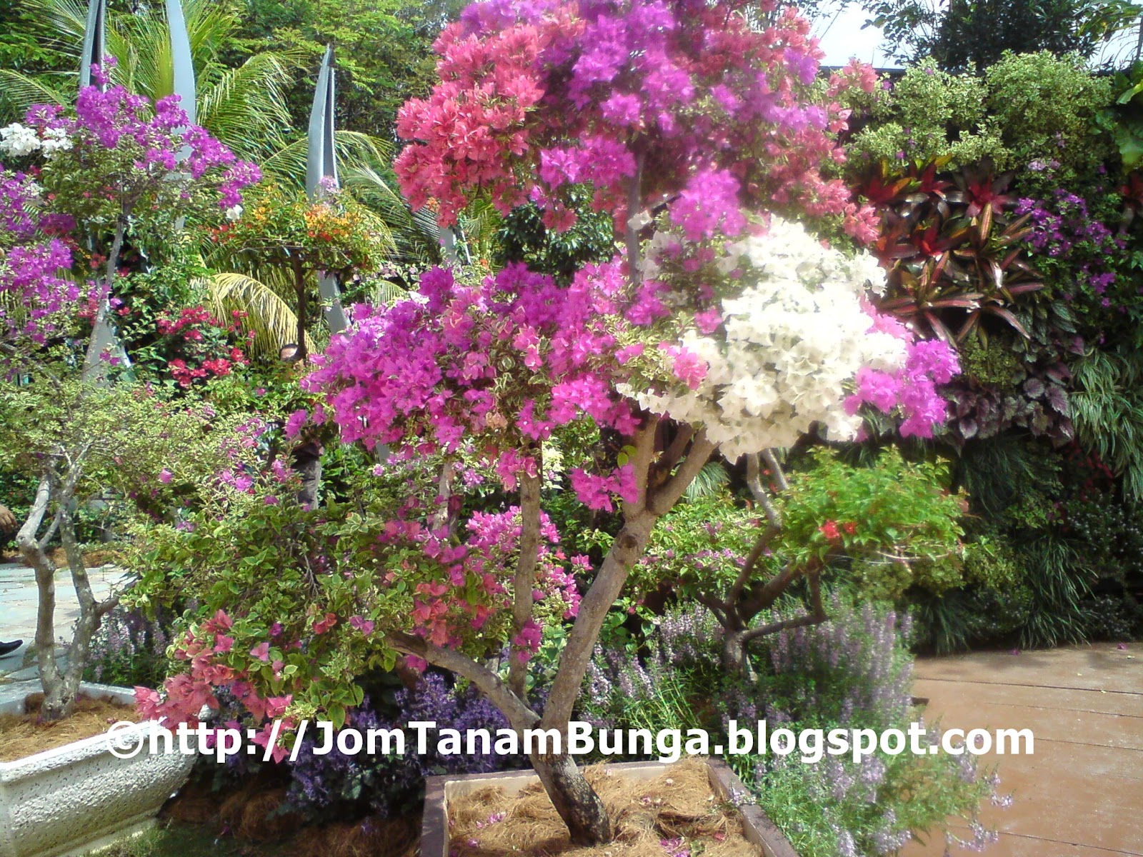 JENIS-JENIS BUNGA: Juli 2012