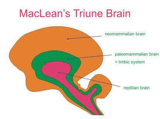 Model Otak Triune | Aku Ingin Membaca