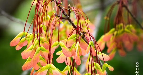 Peter Frailey Photography :: Blog: Photo Story: Tons of Maple Tree ...