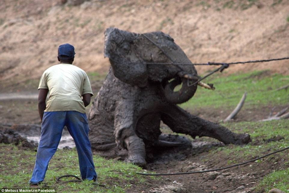 Así fue la lucha de estos hombres para sacar a un elefante enterrado en ...