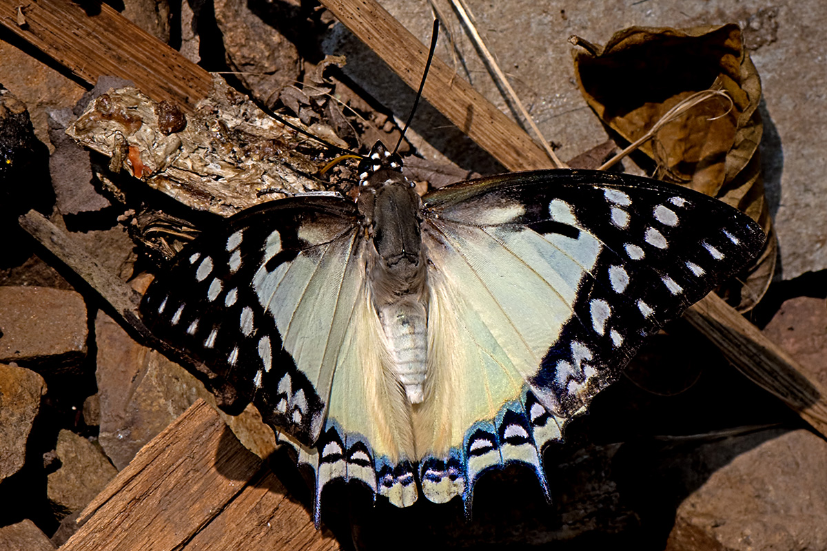 Polyura eudamippus - the Great Nawab | BugsAlive