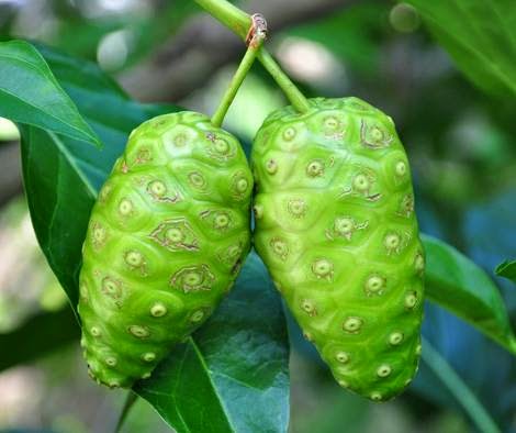 DXN Morinzhi-Morinzyume Noni Juice - Anti Cancer Best Treatment