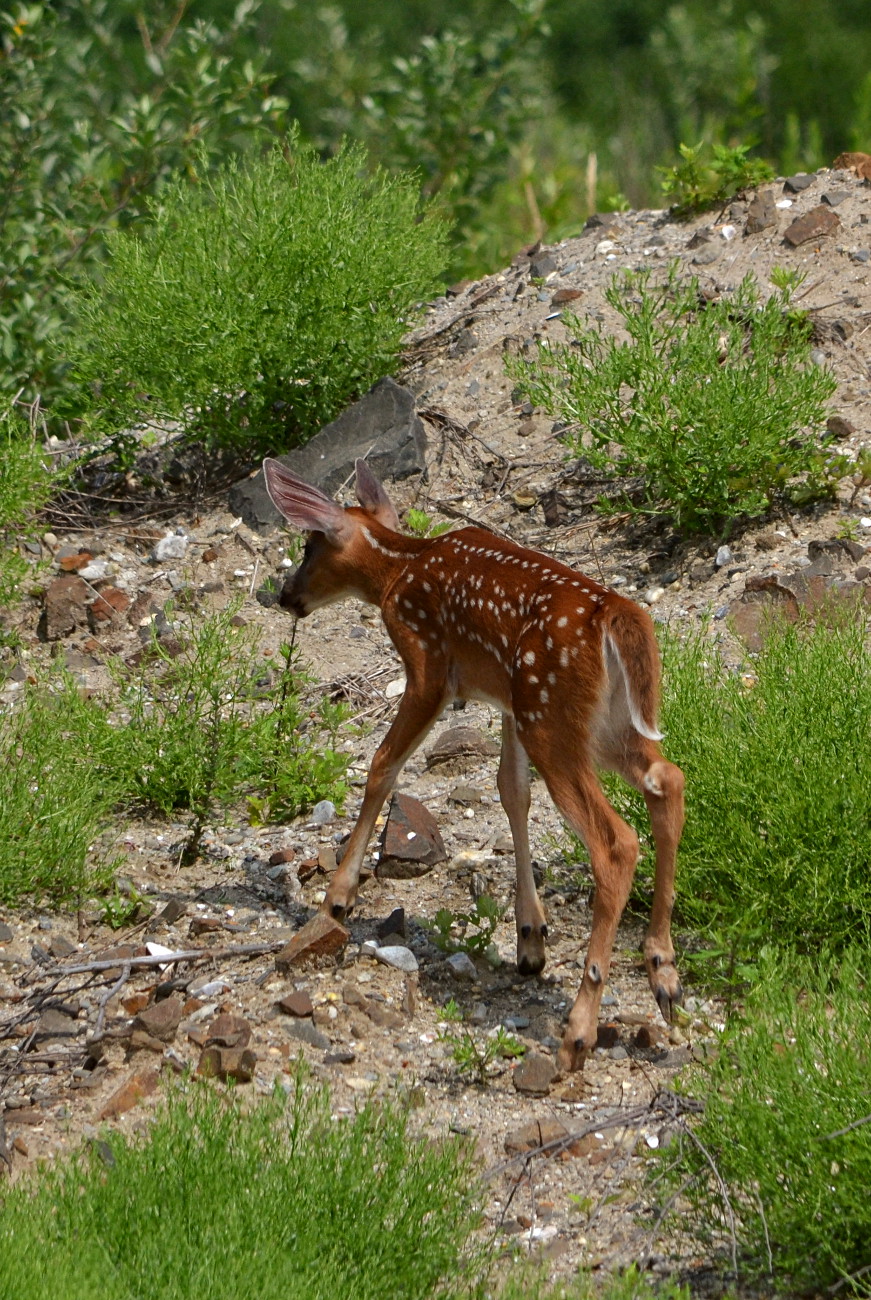Woods Walks and Wildlife: Baby Killdeer, Baby Deer, and a Brown ...