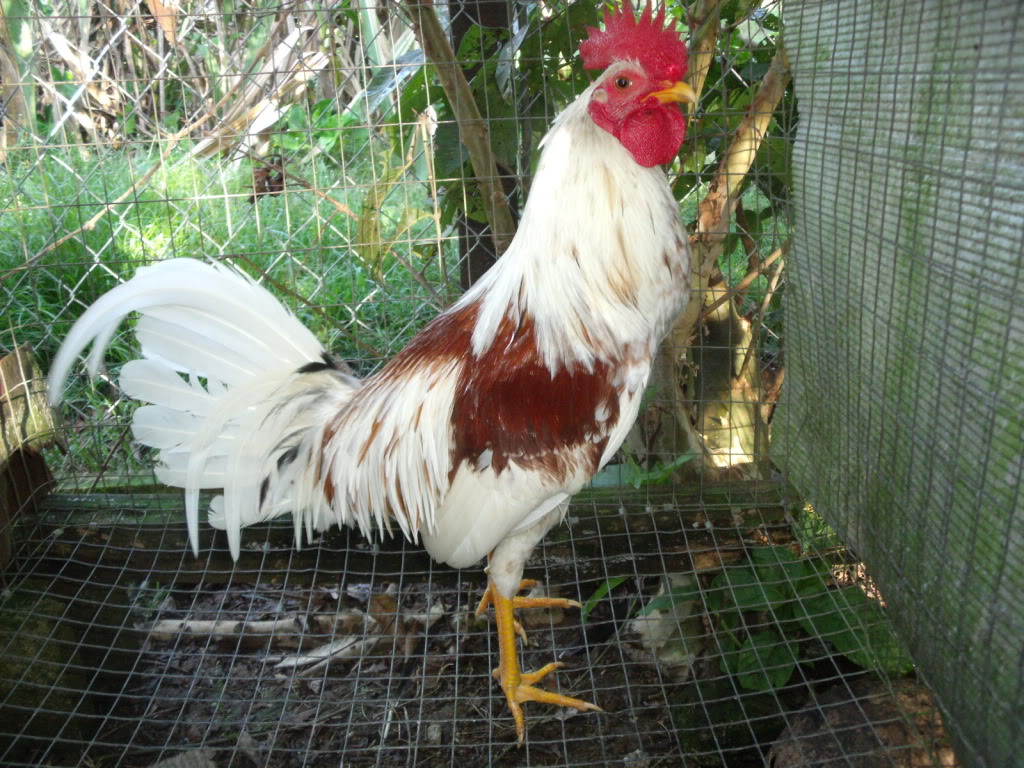 LA MAQUINA DE GALLO: Fotos