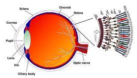 Mayra Lopes: Via Visual: Trajeto na retina