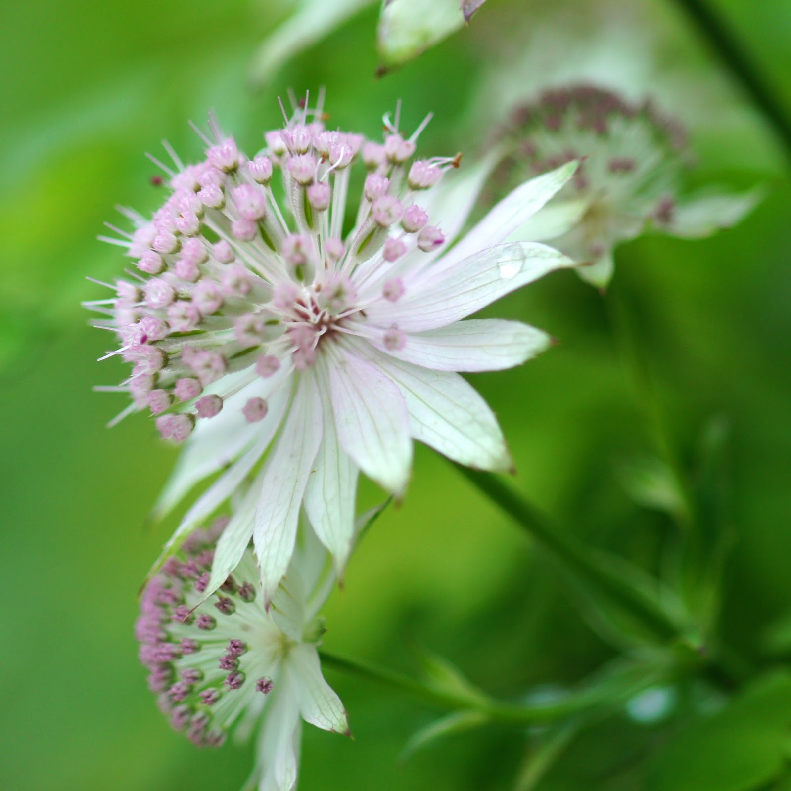 Plant Profile: Astrantia