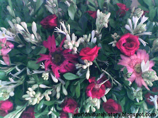 Nature: Nature Of Flowers