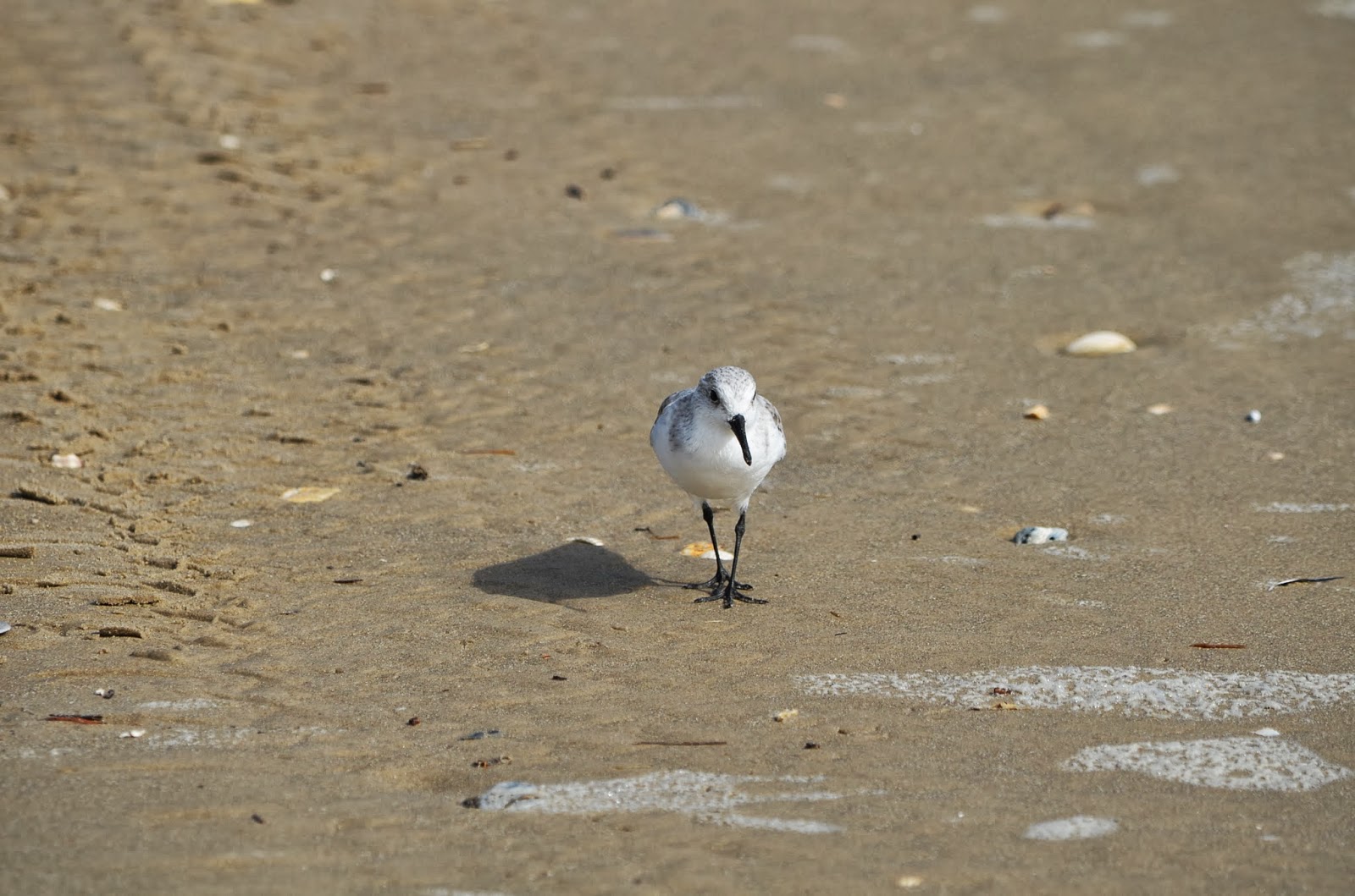 Journals of an Amateur Naturalist: November Beach Trip