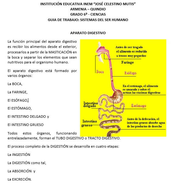 CIENCIAS GRADO 6º: CIENCIAS - Aparato digestivo
