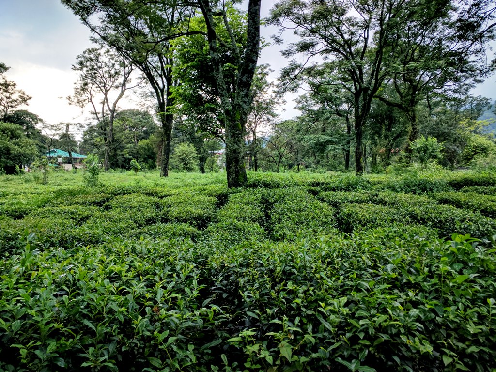 Just About Everything: Palampur in Himachal Pradesh is a beautiful hill ...