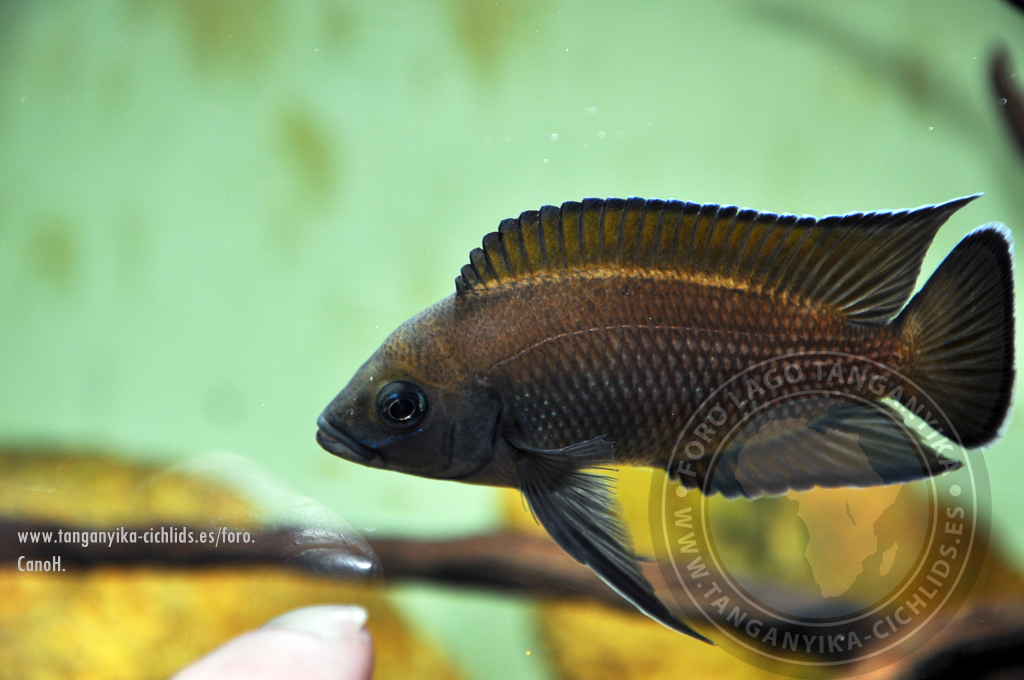 Tanganyika , un mundo a parte.: Variabilichromis moorii con sus crias.