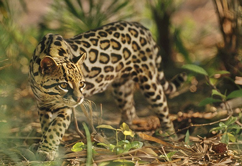 Ocelot