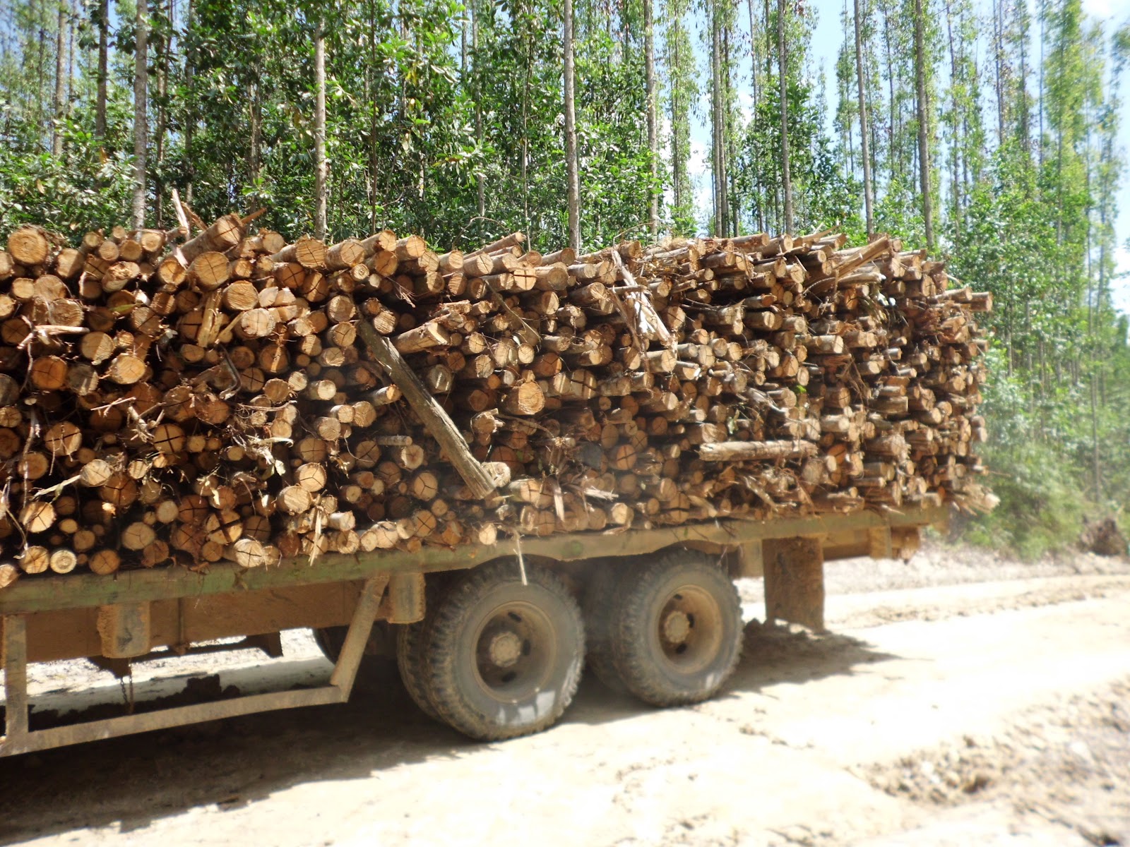 HutDoPI08: SPESIFIKASI CACAT KAYU RIMBA