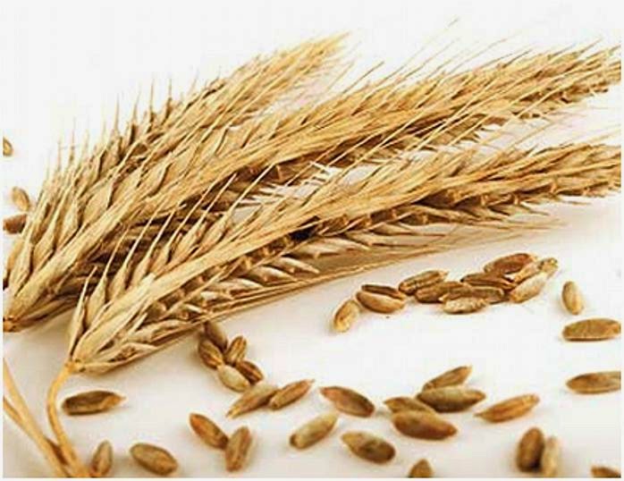 4 Tips Memilih dan Menyimpan Gandum - Obat Sakit 2011