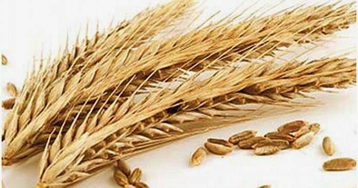 4 Tips Memilih dan Menyimpan Gandum - Obat Sakit 2011